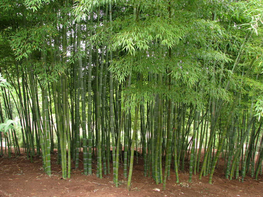 Bamboo – Nature’s Gift to Preppers - The Prepper Journal